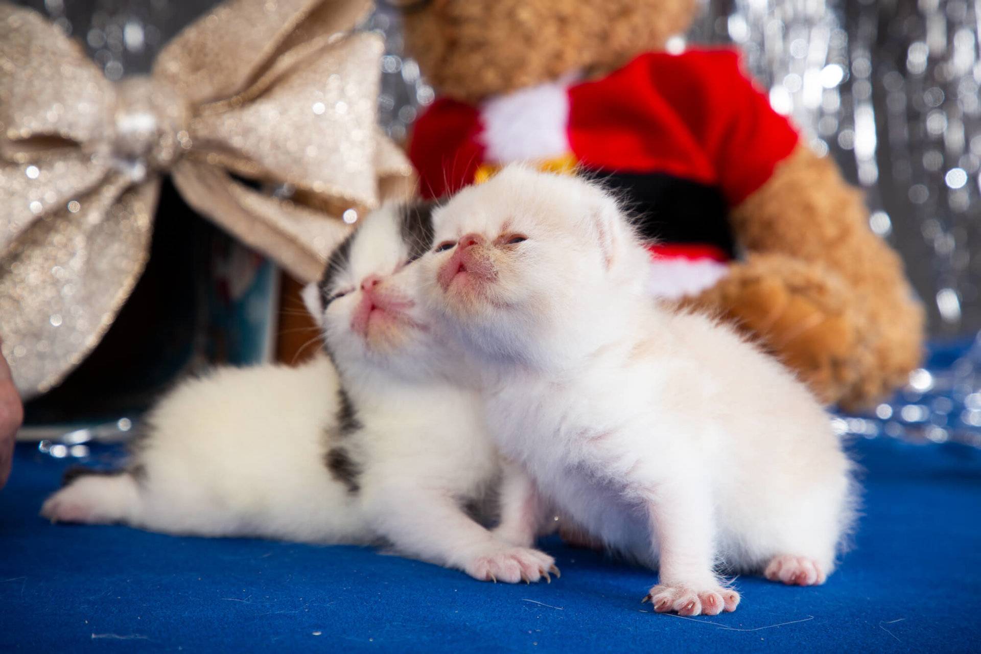 Exotic shorthair kittens and cats for sale in Texas - Tescats